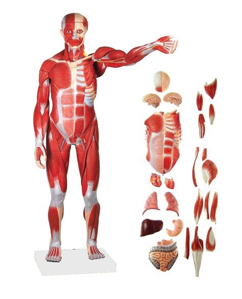 Buy Human Muscle Model Parts Life Size Complete Anatomy Of