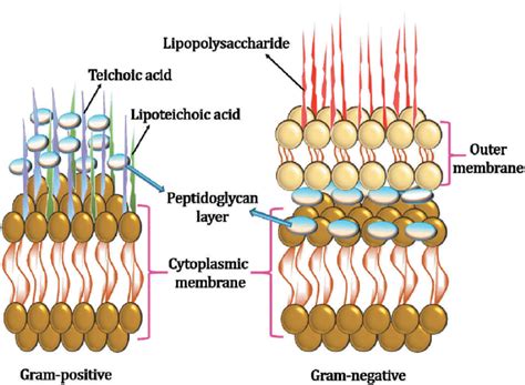 Gram Negative And Gram Positive Difference