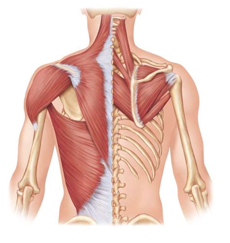 Human Muscles Back Diagram Quizlet