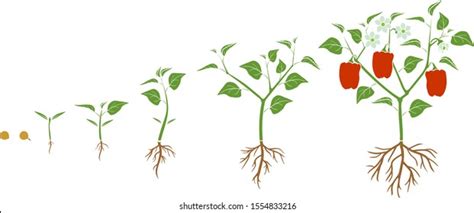 Life Cycle Pepper Plant Growth Stages Stock Vektor Royaltyfri