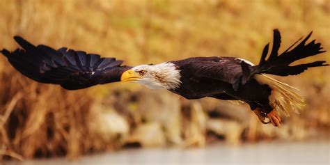 Selective Focus Photo Of Bald Eagle HD Wallpaper Wallpaper Flare