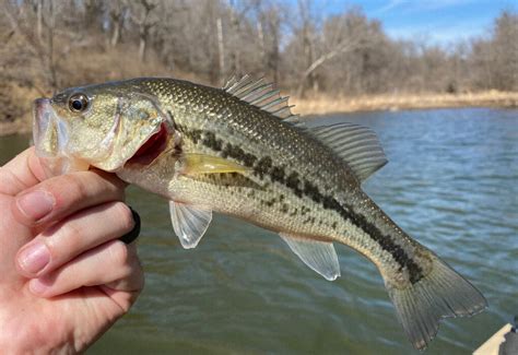 Largemouth Vs Smallmouth Bass Learn The Differences