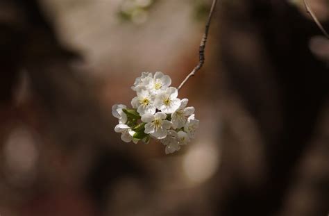 Más de 300 000 imágenes gratis de Fondo De Cerezo y Flores Pixabay