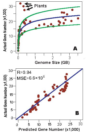 The Number Of Protein Coding Genes As A Function Of Genome Size Follows