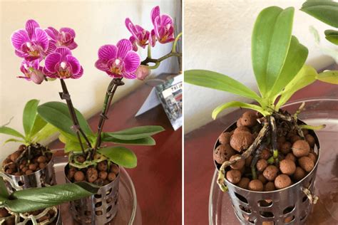 C Mo Cultivar Orqu Deas En Un Sistema Semihidrop Nico Para Un R Pido