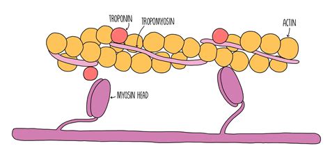 Skeletal Muscles And Muscle Contraction A Level The Science Hive