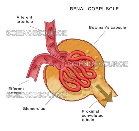Renal Corpuscle Kidney Glomerulus Ana Stock Image Science Source