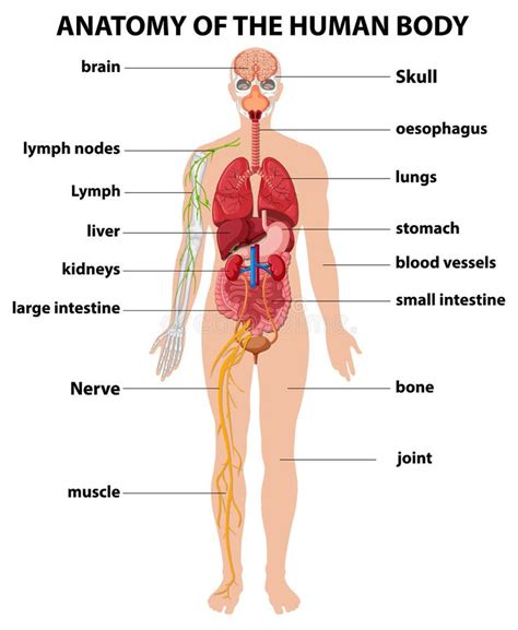 Anatomie D Information Du Corps Humain Infographic Illustration De
