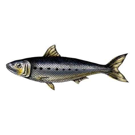Mão desenhada peixe sardinha Vetor Premium