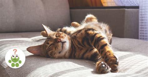 Soleil Ami Ou Ennemi Des Animaux Wamine