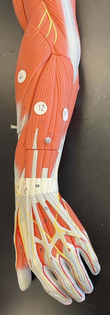 Muscles Of The Upper Arm Posterior View Diagram Quizlet