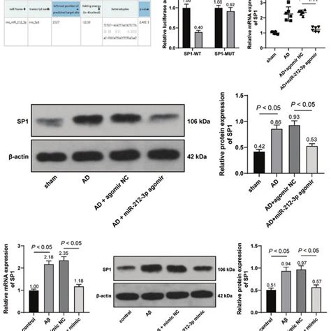 MiR 212 3p Negatively Regulated SP1 Expression A The Binding Of