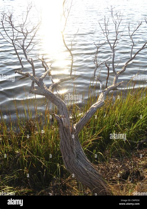 Vista de árbol con retroiluminado sol reflejado en el agua Fotografía