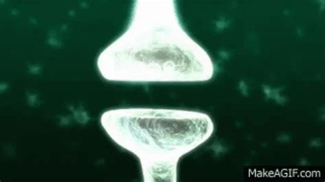 Sinapsa Sinapsa Discover Share Gifs