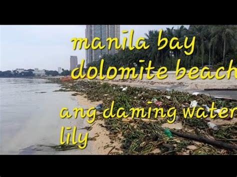 Manila Bay Dolomite Beach Ang Daming Water Lily Sa Buhangin Youtube