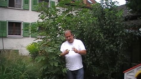 Feigen Feigen Feigen Standort Und Schnitt YouTube