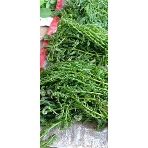 Jual Sayur Pakis Paku 1 Ikat Sayur Pakis Segar Pakis Paku Per Ikat