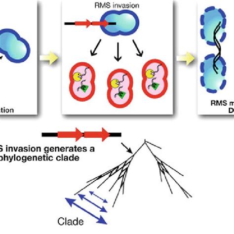 2 Mechanisms Of Horizontal Gene Transfer In Bacteria A Uptake Of Naked