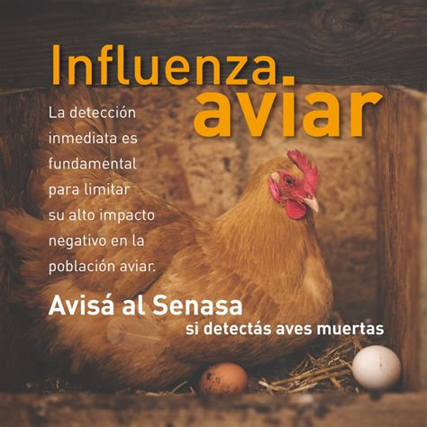 Recomendaciones para la prevención de la influenza aviar Argentina gob ar