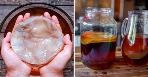 Kombucha Que Es Beneficios Y Como Prepararla Maestria Salud