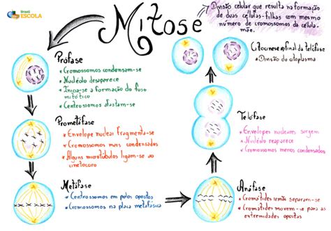 Mitose o que é fases importância mitose x meiose
