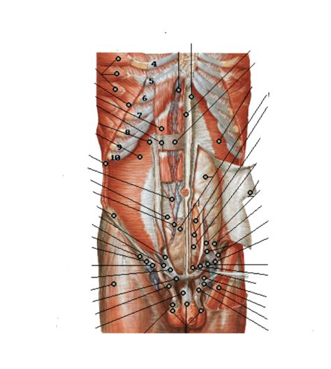 Diagrama Para PAREDE ABDOMINAL ANTERIOR Quizlet