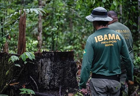 Desmatamento na Amazônia registra queda de 36 entre janeiro e abril