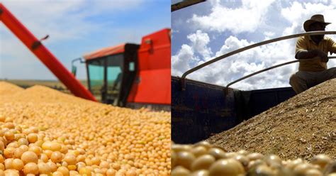 Unidade Agro Por Dentro do Mundo Agro Porque a soja é o produto mais