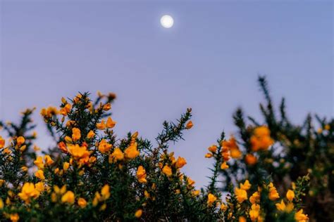 O Que Plantar Na Lua Nova Descubra Qual Planta Se Desenvolve Melhor