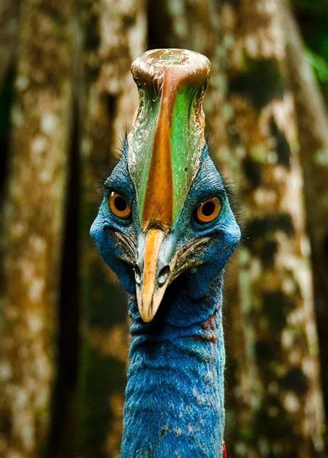Charming Cassowary Papua New Guinea Cassowaries Are Ratites