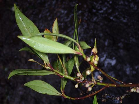 Myrsine Primulaceae Image 212164 At PhytoImages Siu Edu