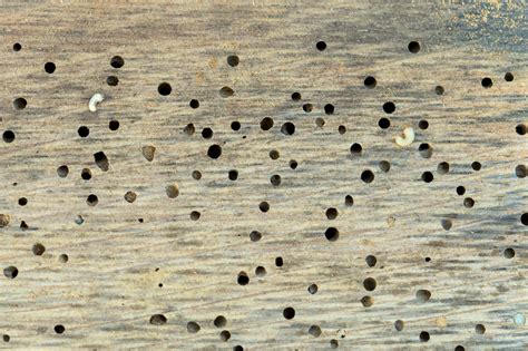 How Do We Stop Woodworms Cottage Life