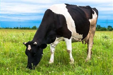 Different Types Of Cows From Around The World Chart Nayturr
