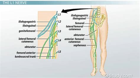 Lumbar Nerves 4 And 5