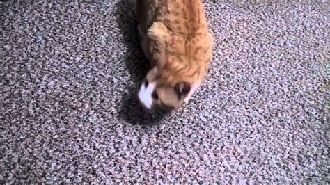 Worlds Scariest Cats YouTube