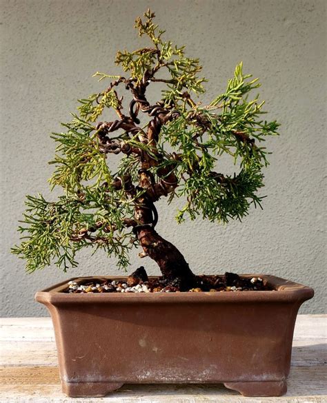 Shohin Juniper Bonsai Care Guide