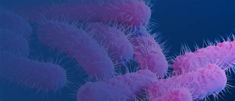 Flora Intestinal Los Residentes En Su Intestino
