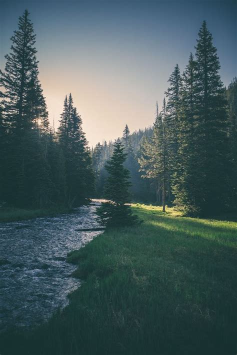 Free Images Tree Water Nature Forest Wilderness Cloud Mist