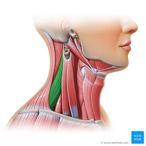 Levator Scapulae Physiopedia