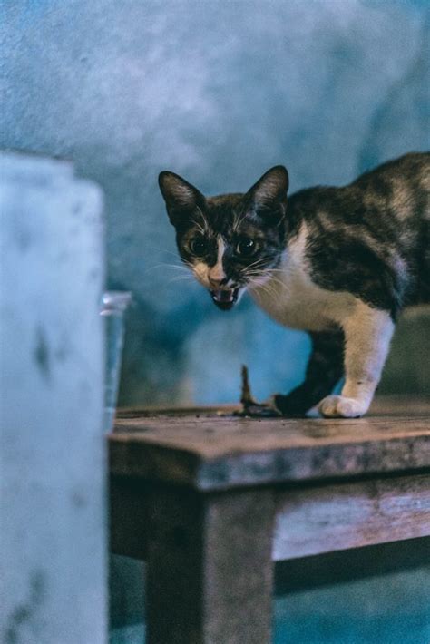 Por qué mi gato tiene arcadas Qué debo hacer Experto Gatuno