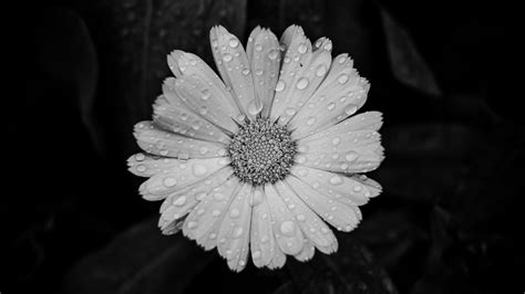 Aesthetic Black And White Laptop Wallpapers Top Free Aesthetic Black