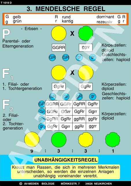 Mendelsche Regel Unabh Ngigkeitsregel Einfach Erkl Rt Mit Video