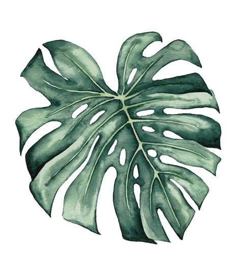 Acuarela verde azulado hoja de monstera elemento aislado ilustración de