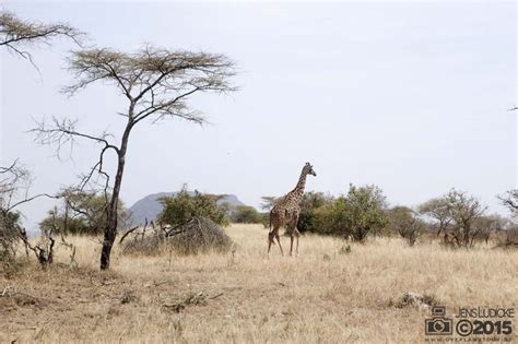 Ngorongoro Crater Safari Tansania 3 Tages Tour Overlandtour