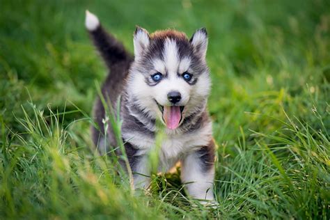 シベリアンハスキー性格寿命値段などまとめ 犬の種類図鑑