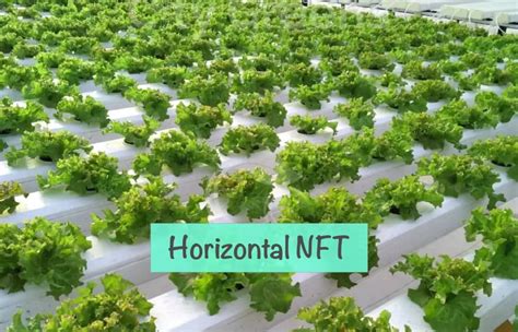 Comparing Two NFT Hydroponic Technologies Horizontal Beds And Vertical