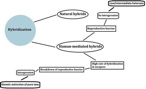 Schematic Representation Of Natural And Human Mediated Hybridization