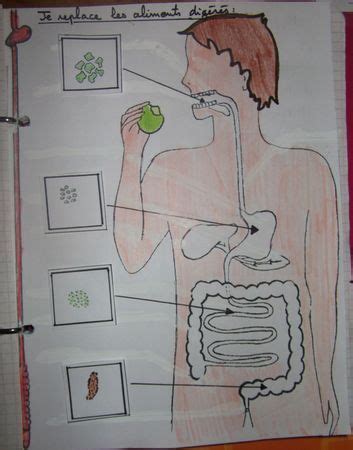 1000 Images About Ddm On Pinterest Anatomy French Words And Life Cycles