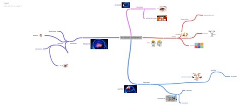 los lóbulos del cerebro Coggle Diagram