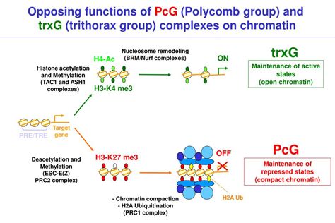 PPT DNA Compaction In A Human Nucleus PowerPoint Presentation Free